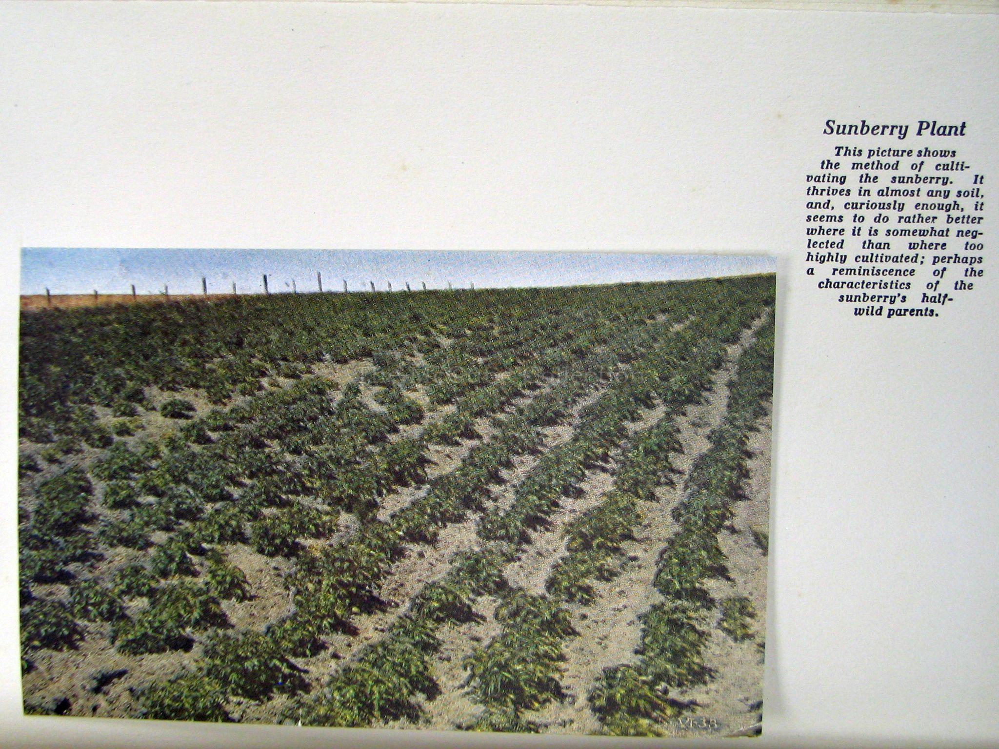 Luther Burbank. His Methods and Discoveries. Vol. VI. • The McCune ...